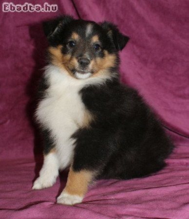 Eladó skótjuhász kiskutya • Ebadta.com