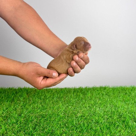 Törzskönyves ruby Cavalier King Charles spániel kiskutya • Ebadta.com