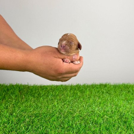 Törzskönyves ruby Cavalier King Charles spániel kiskutya • Ebadta.com