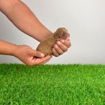 Törzskönyves ruby Cavalier King Charles spániel kiskutya • Ebadta.com